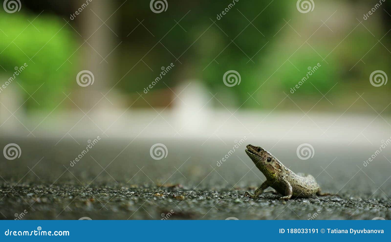 Small Lizard is Defending Oneself on Asphalt in Park, Czech Republic ...