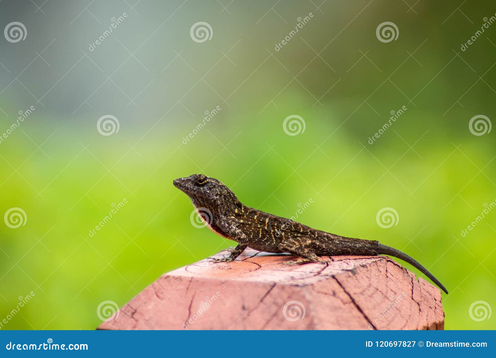 Small Lizard on Fence Post stock image. Image of post - 120697827