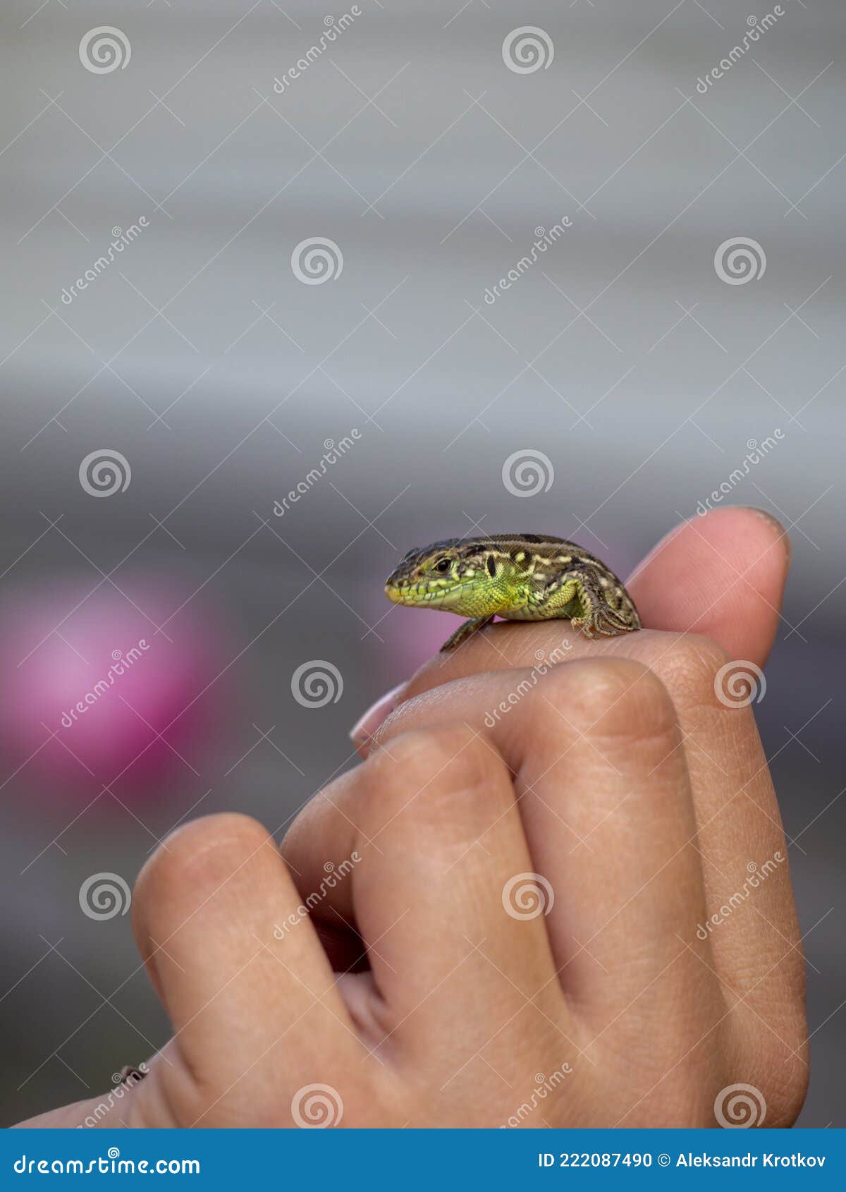 A Small Lizard on the Girl`s Arm Stock Photo - Image of macro, care ...