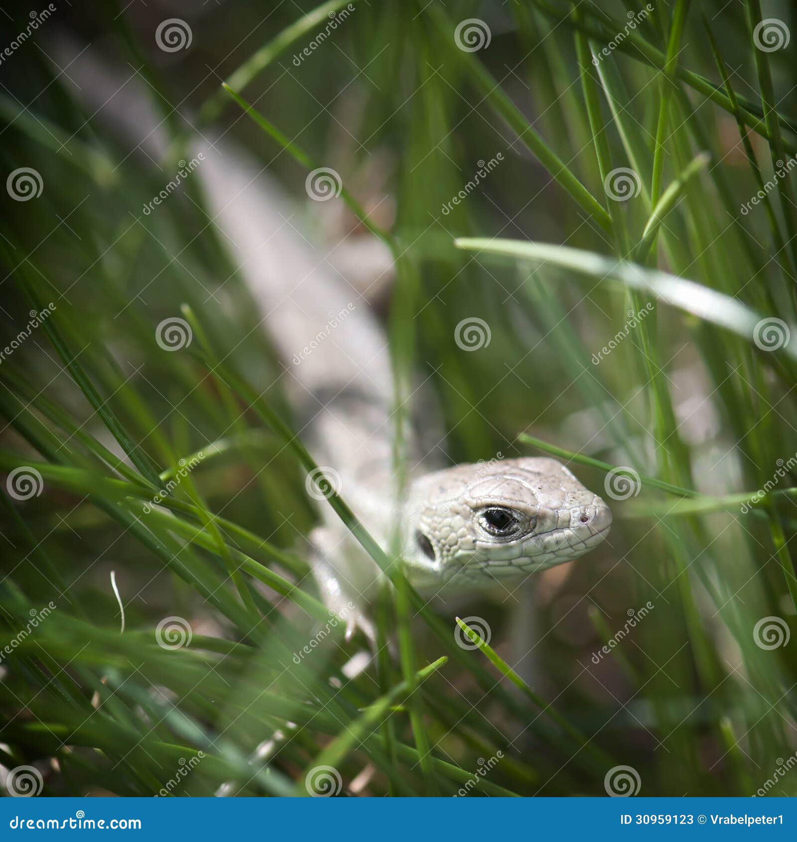 Small lizard in the grass stock image. Image of neck - 30959123