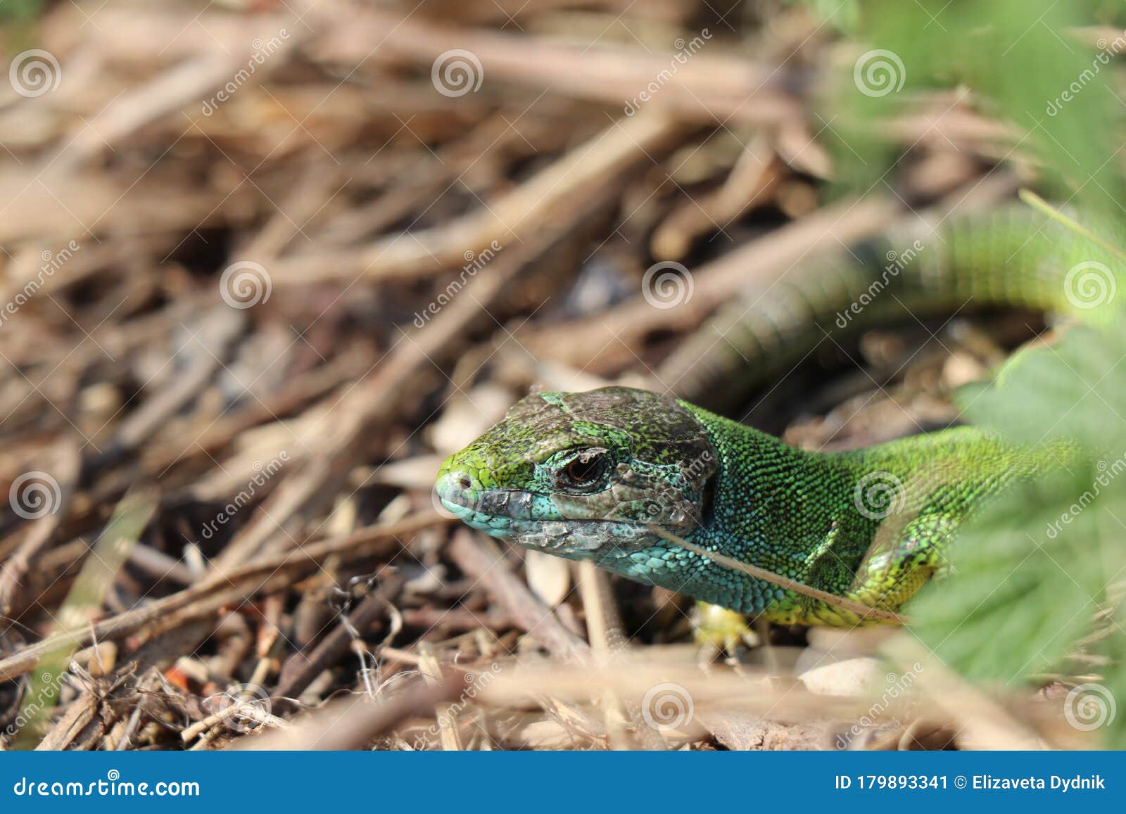 Small Lizard. Green Reptile. Spring Time. Sunny Day. Stock Image ...