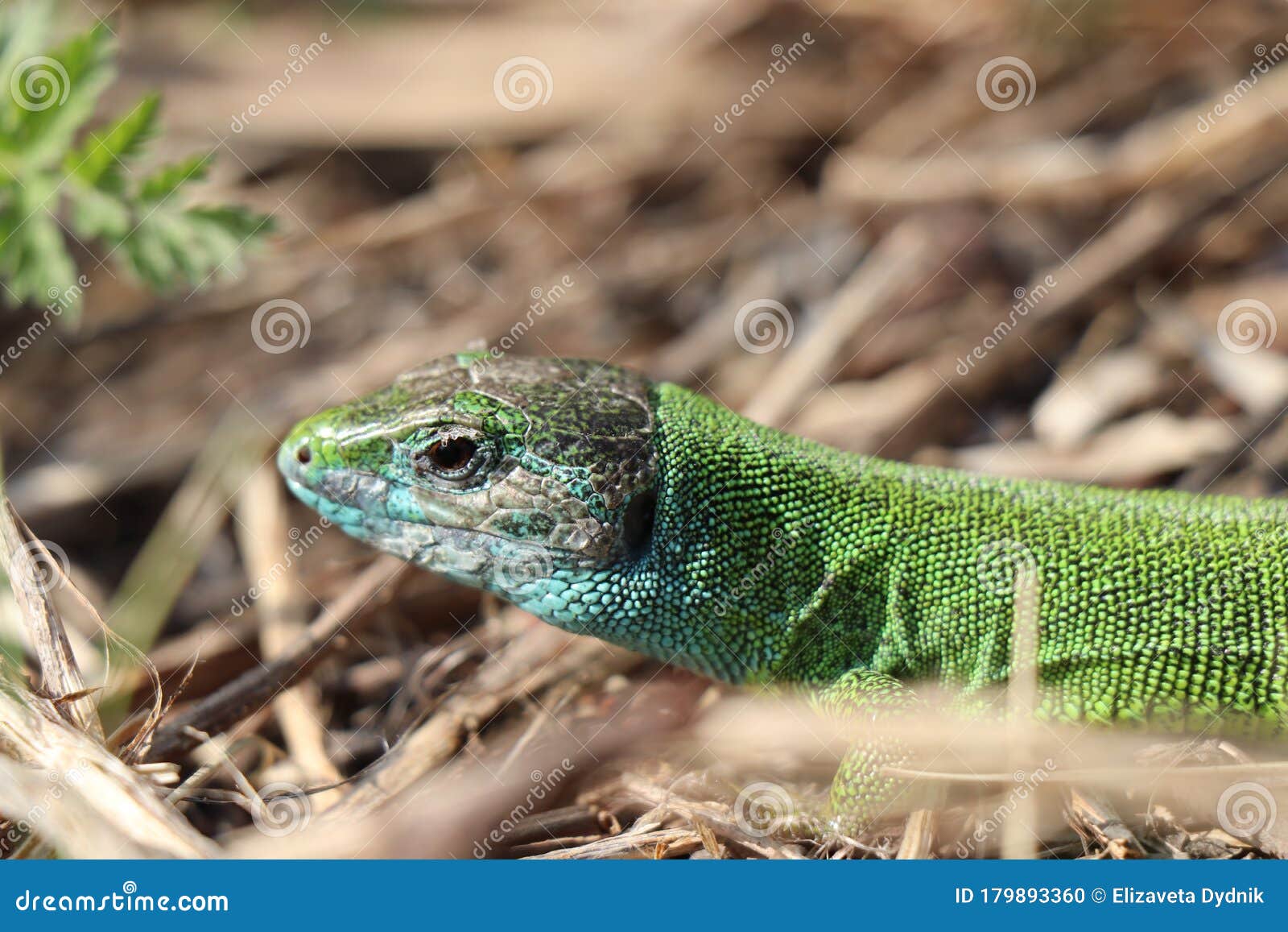 Small Lizard. Green Reptile. Spring Time. Sunny Day. Stock Photo ...