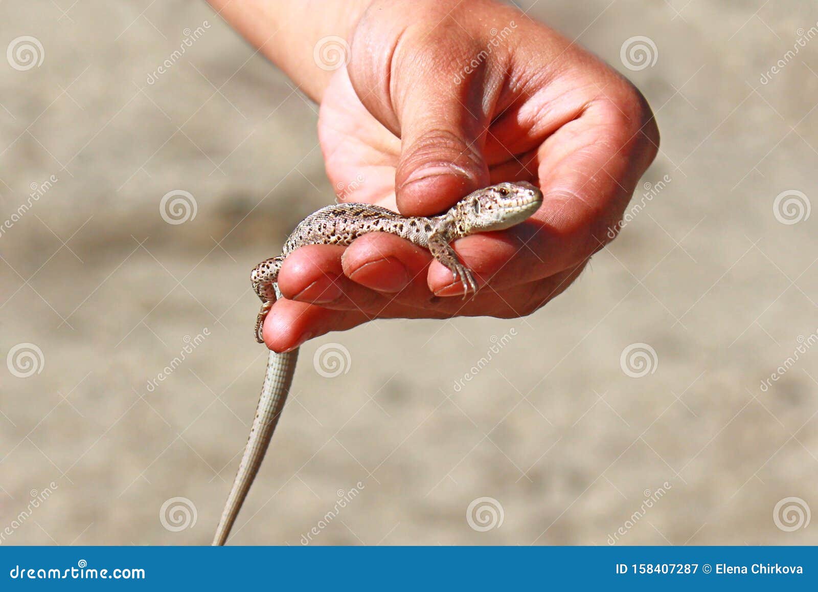 Small Lizard in a Hand on a Light Background Stock Image - Image of ...