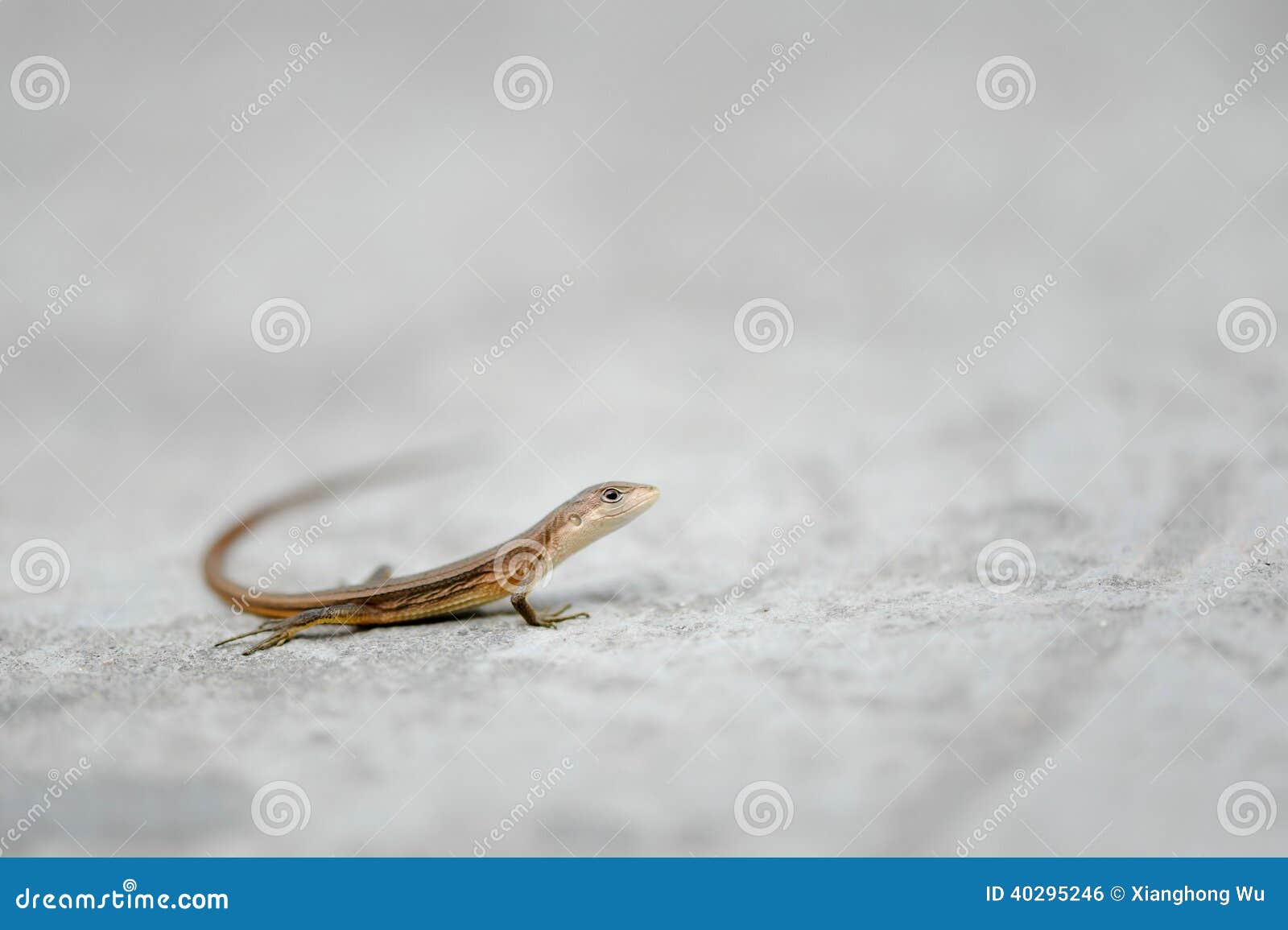 Small Lizard Royalty-Free Stock Photography | CartoonDealer.com #6541181
