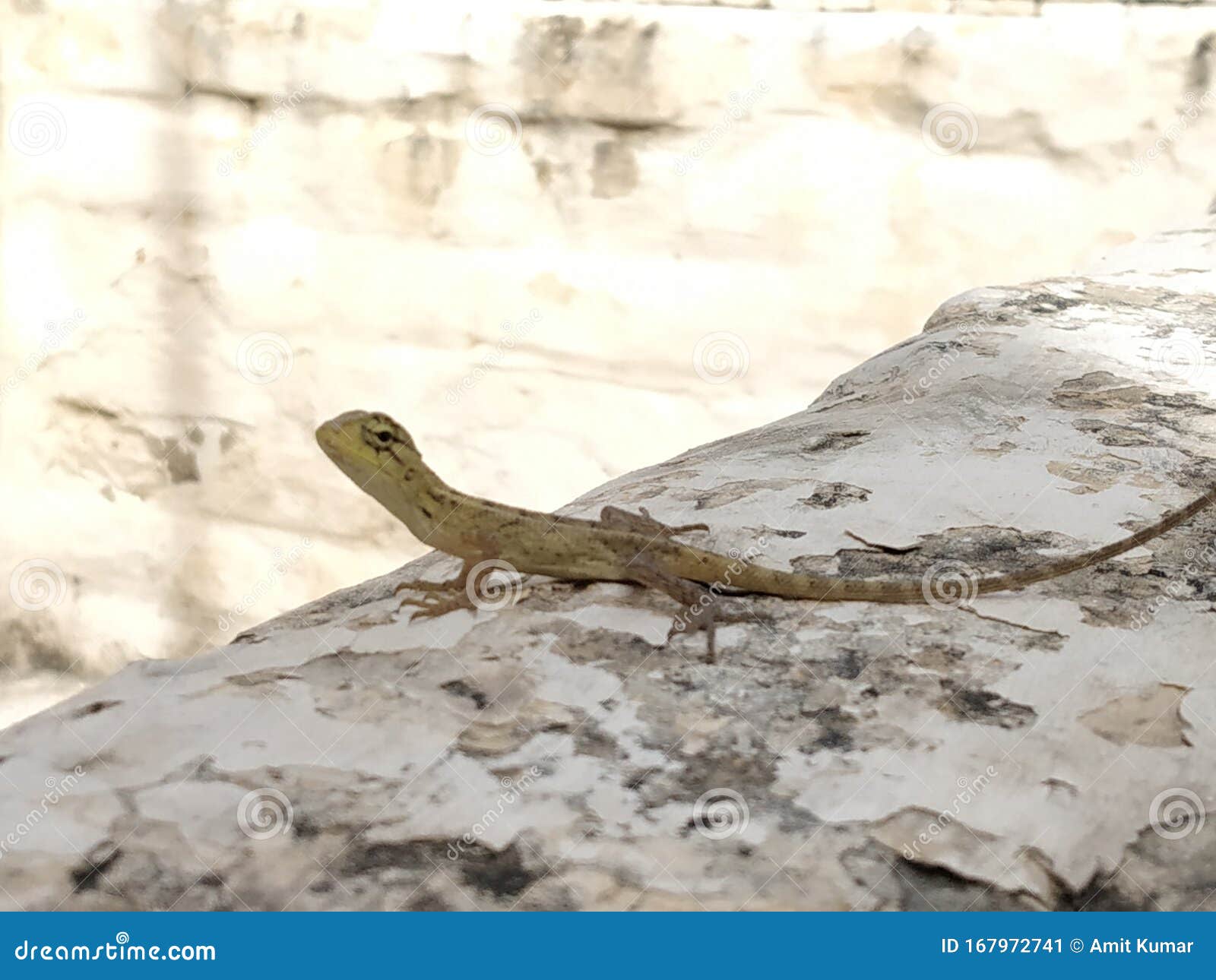 Lizard stock image. Image of building, lizard, small - 167972741