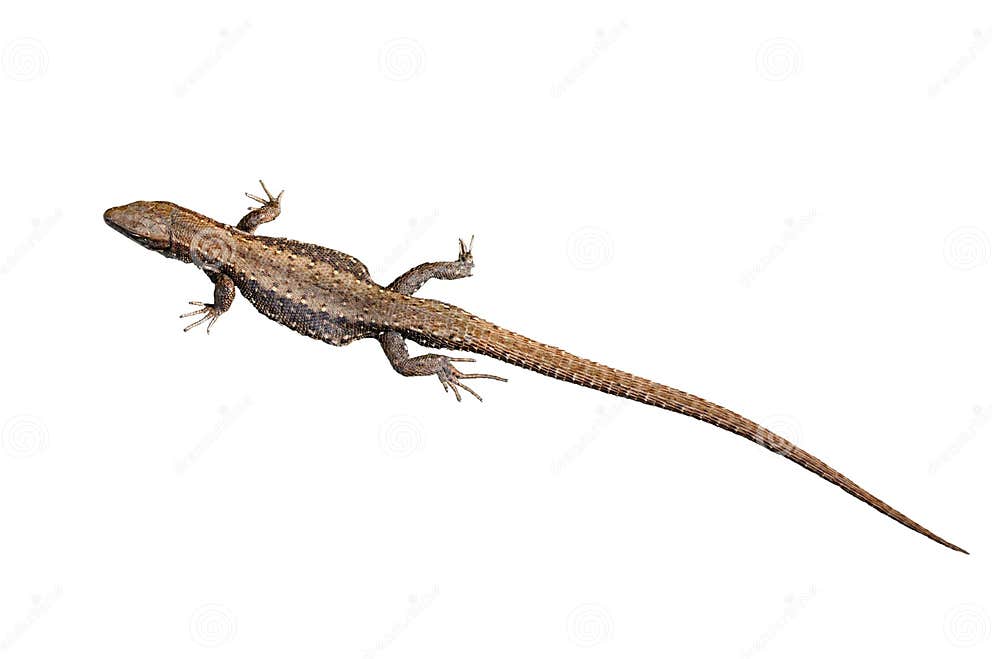 Small lizard stock photo. Image of close, lizard, young - 30923796