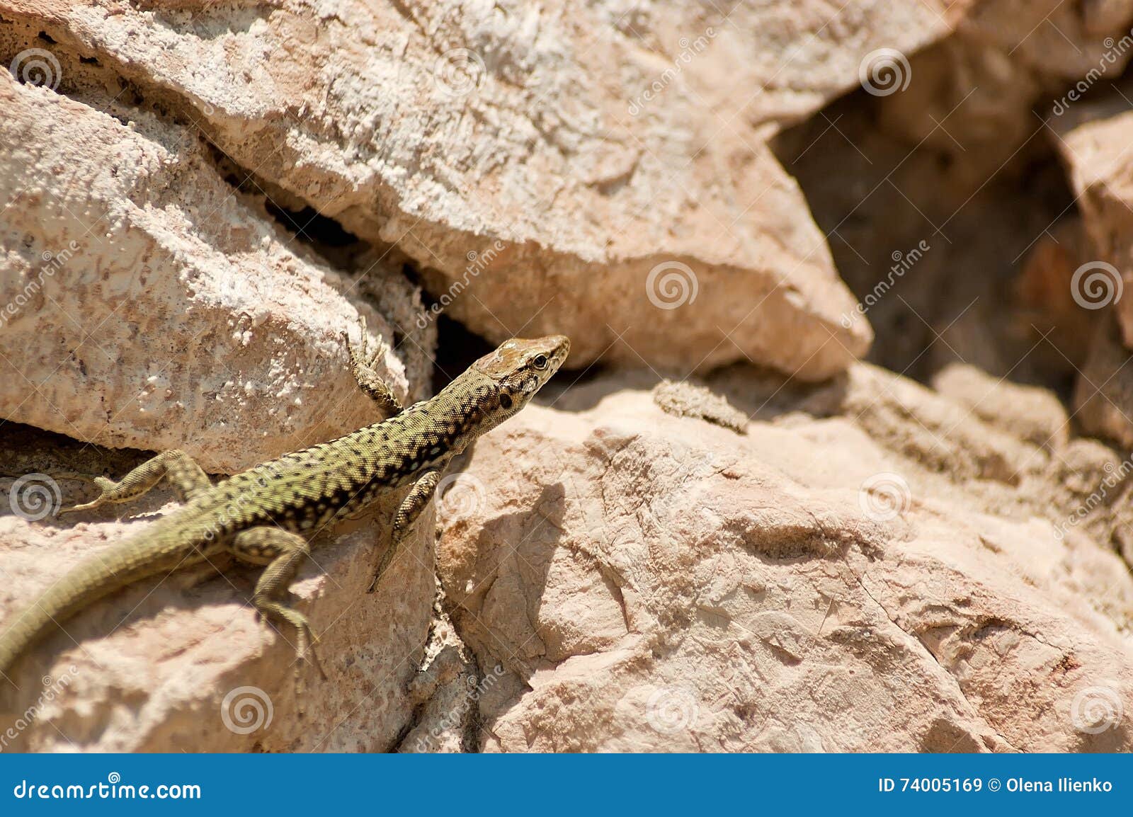 Small Lizard Lying on the Sun. Stock Image - Image of outdoors, brown ...