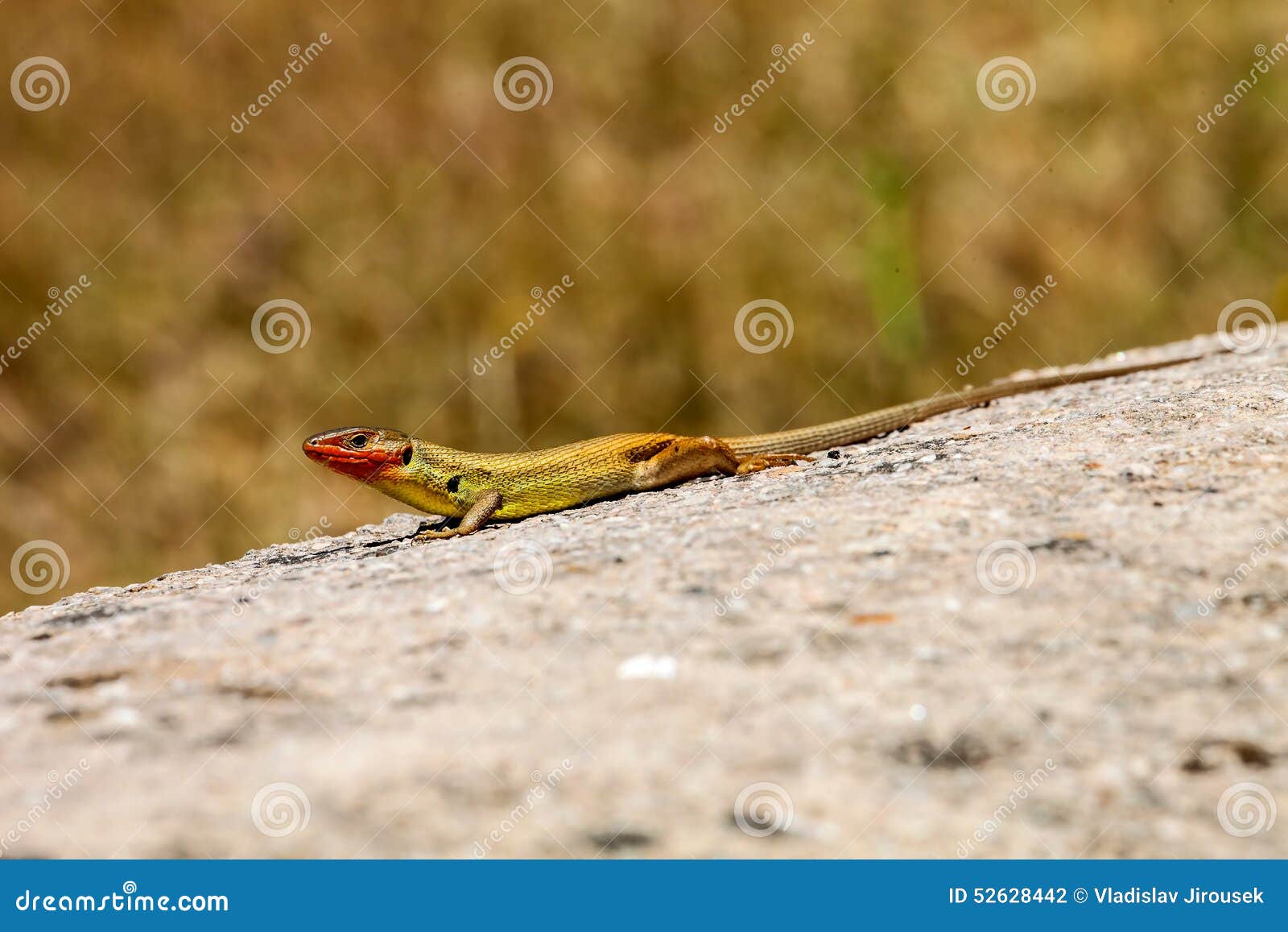 Small Lizard in the Mountains of Morocco Stock Photo - Image of pattern ...