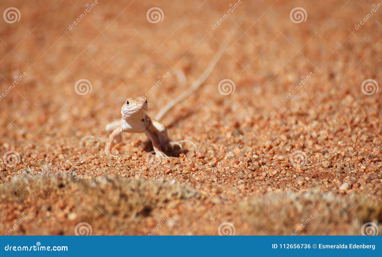 Lizard stock photo. Image of desert, sand, reptile, namib - 112656736