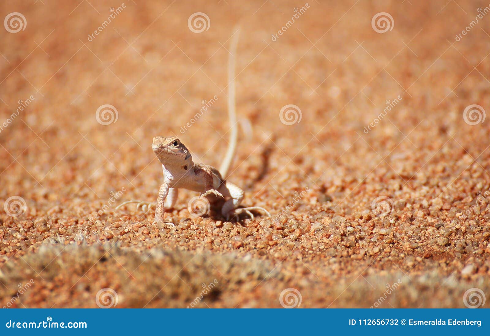 Lizard stock photo. Image of africa, warm, desert, namib - 112656732