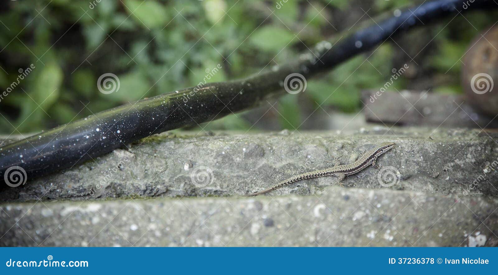 Small lizard stock photo. Image of agile, jungle, fauna - 37236378