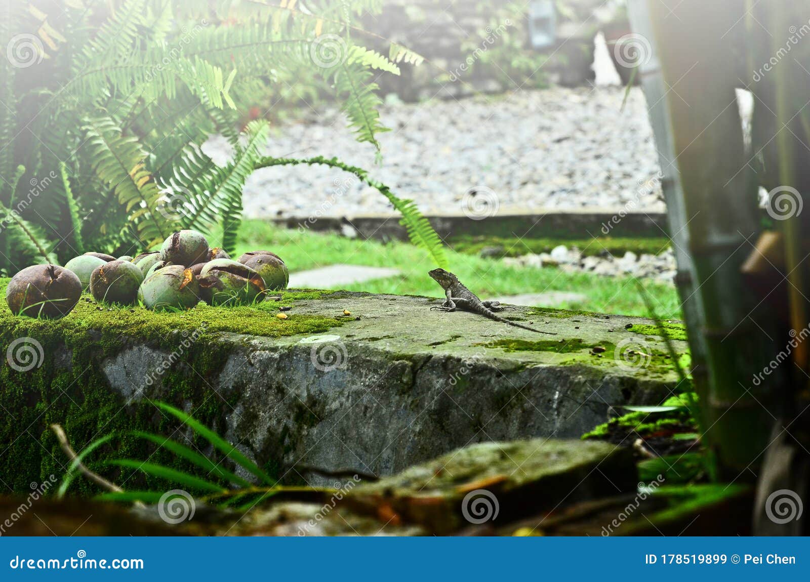 The small lizard in Nepal stock image. Image of holiday - 178519899