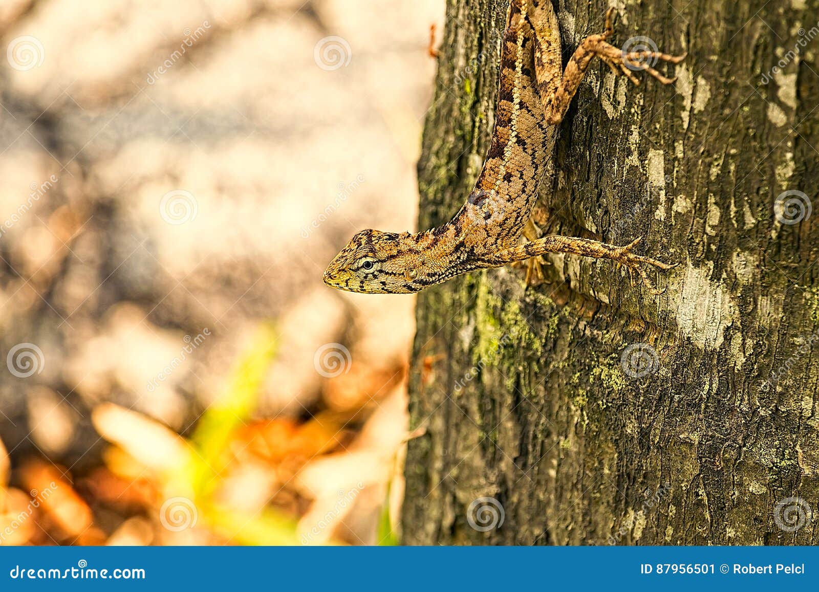 Small Lizard in the Palm Tree Stock Image - Image of nature, kuala ...