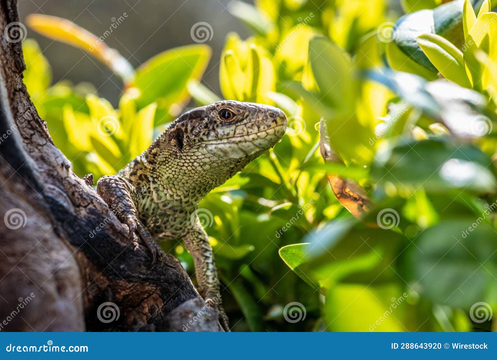 Small Lizard Peeking Out from Behind a Tree Trunk with Lush Foliage ...