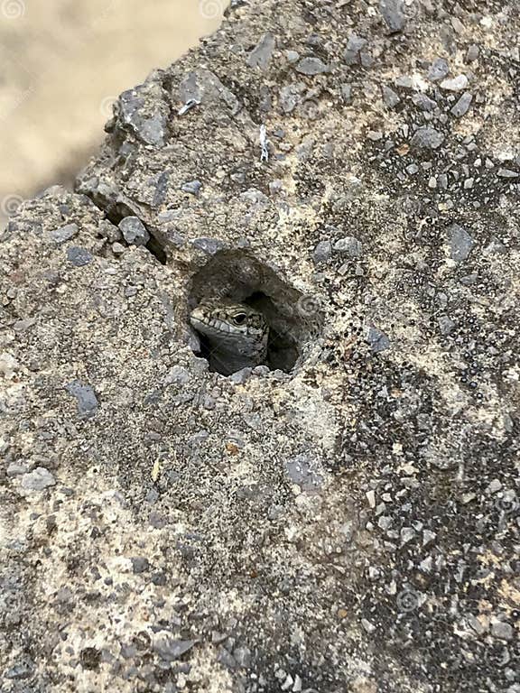 Small Lizard Poking Its Head Out from Inside a Hole in the Rock Stock ...
