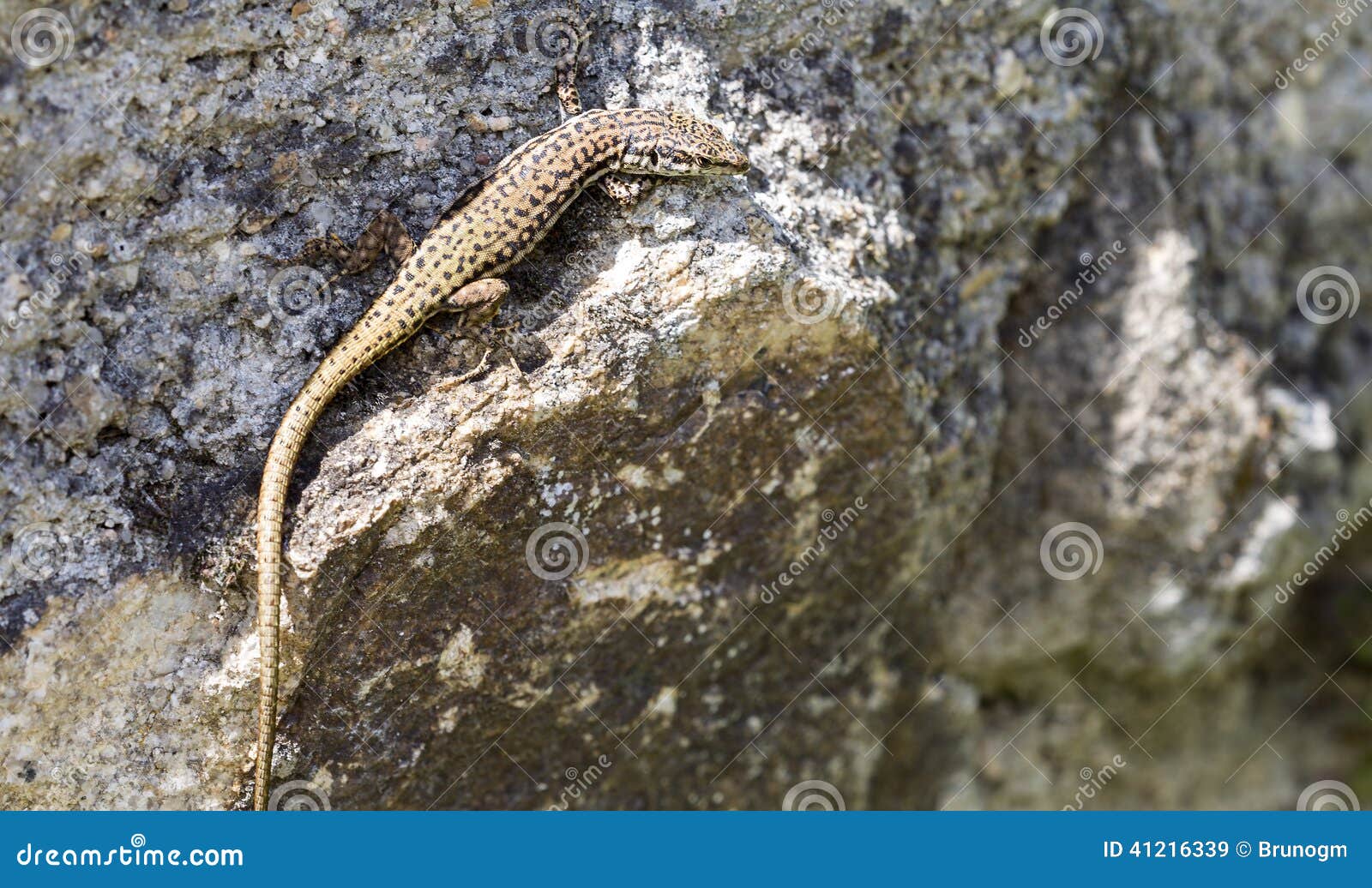 Small lizard stock image. Image of nature, brown, psammodromus - 41216339