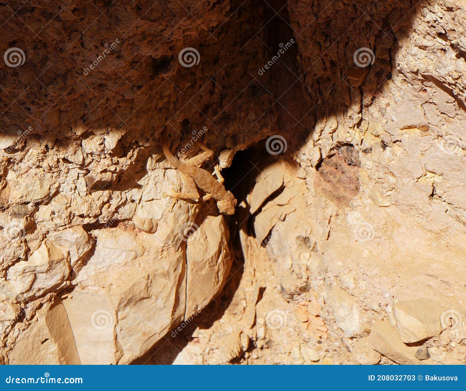 Small Lizard Ptyodactylus Hasselquistii Running in Desert Stock Image ...