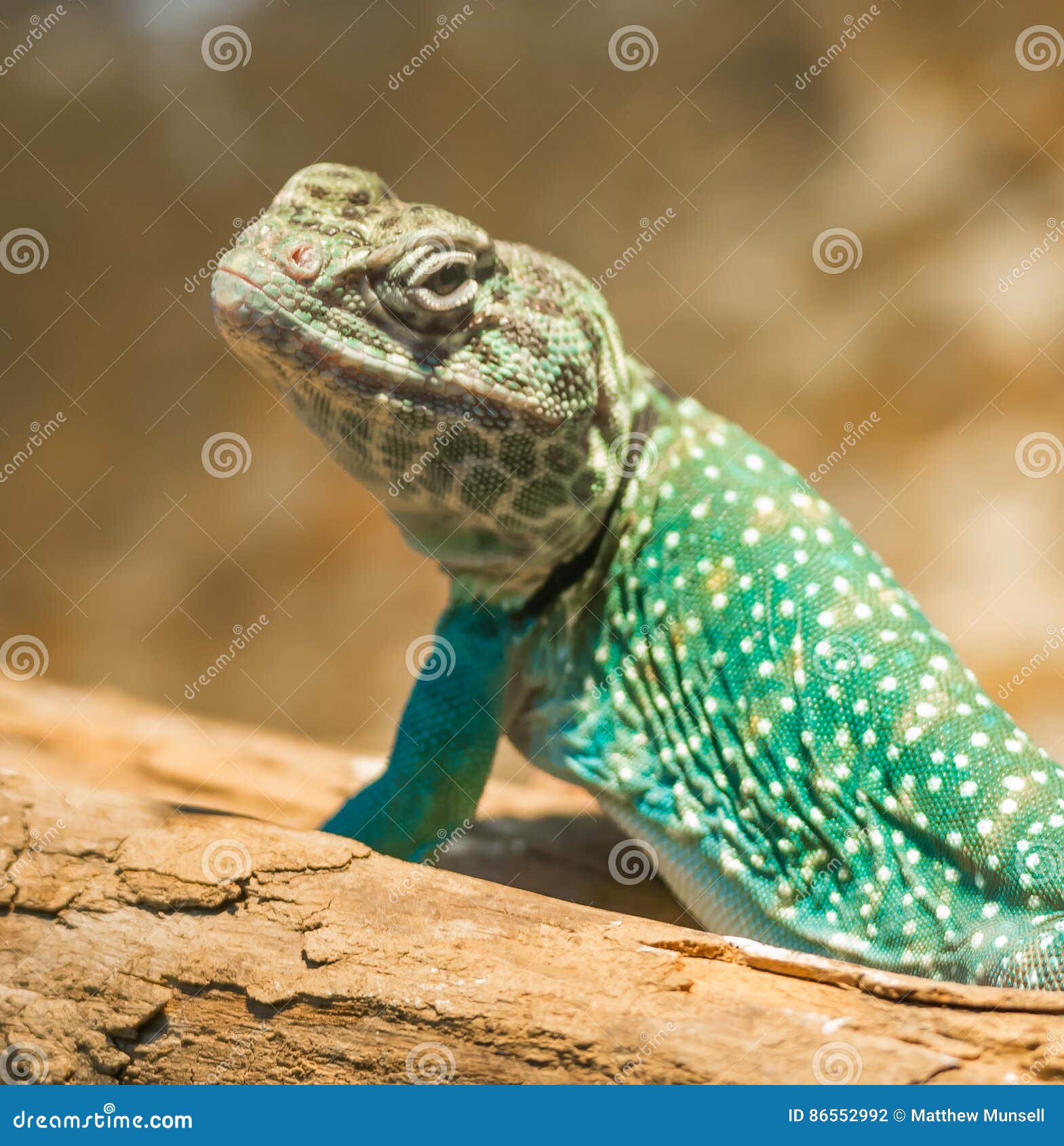 Small Lizard Ready for Summer Heat Stock Photo - Image of colored ...