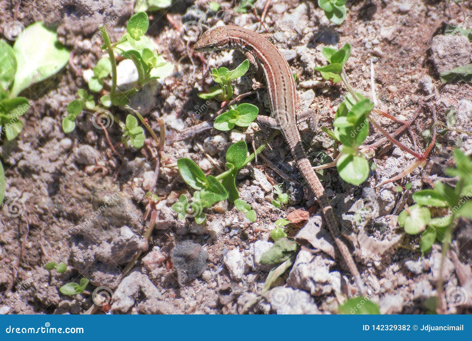 Small Lizard Reptile Hidden on the Fores Soil. Top View and Empty Copy ...