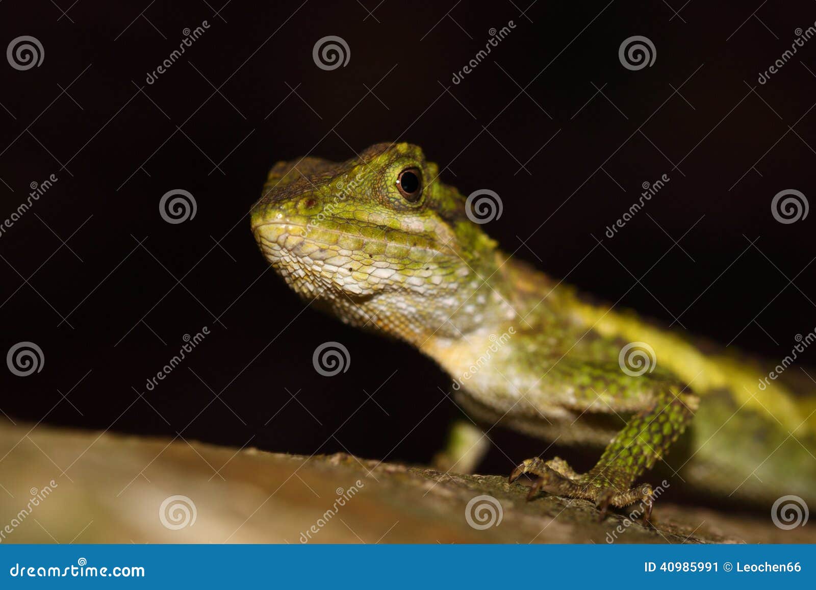 Small lizard stock image. Image of insect, amphibian - 40985991