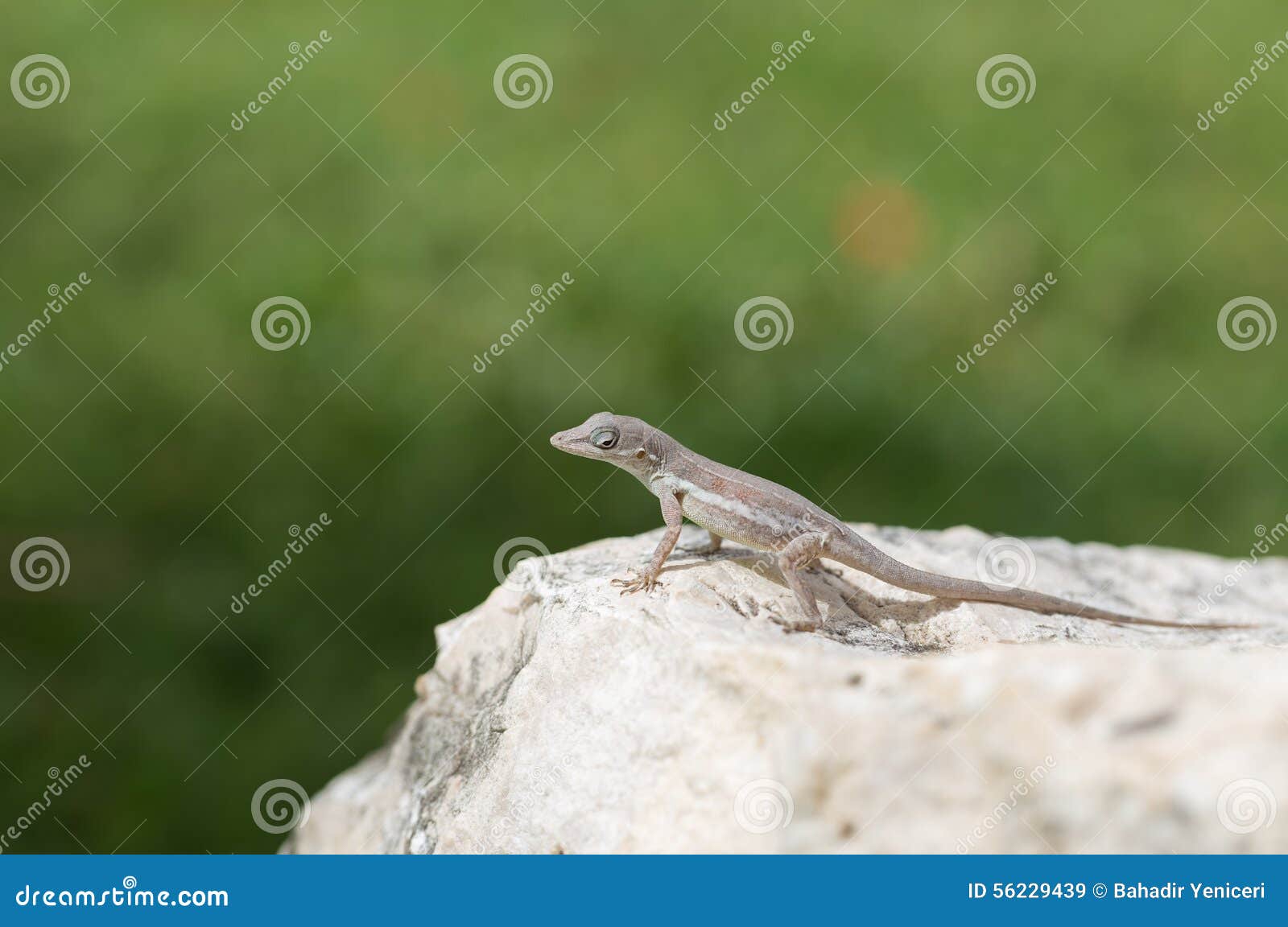 Small Lizard stock image. Image of exotic, outdoors, reptile - 56229439