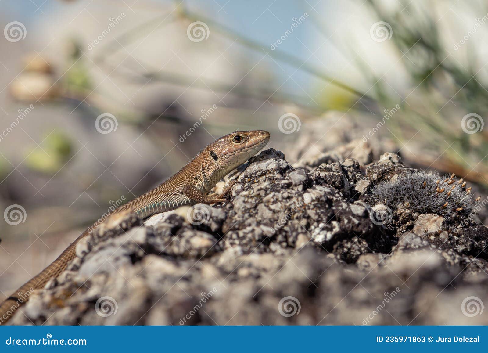 Small Lizard on the Rock in Summer Detail of Head Stock Image - Image ...