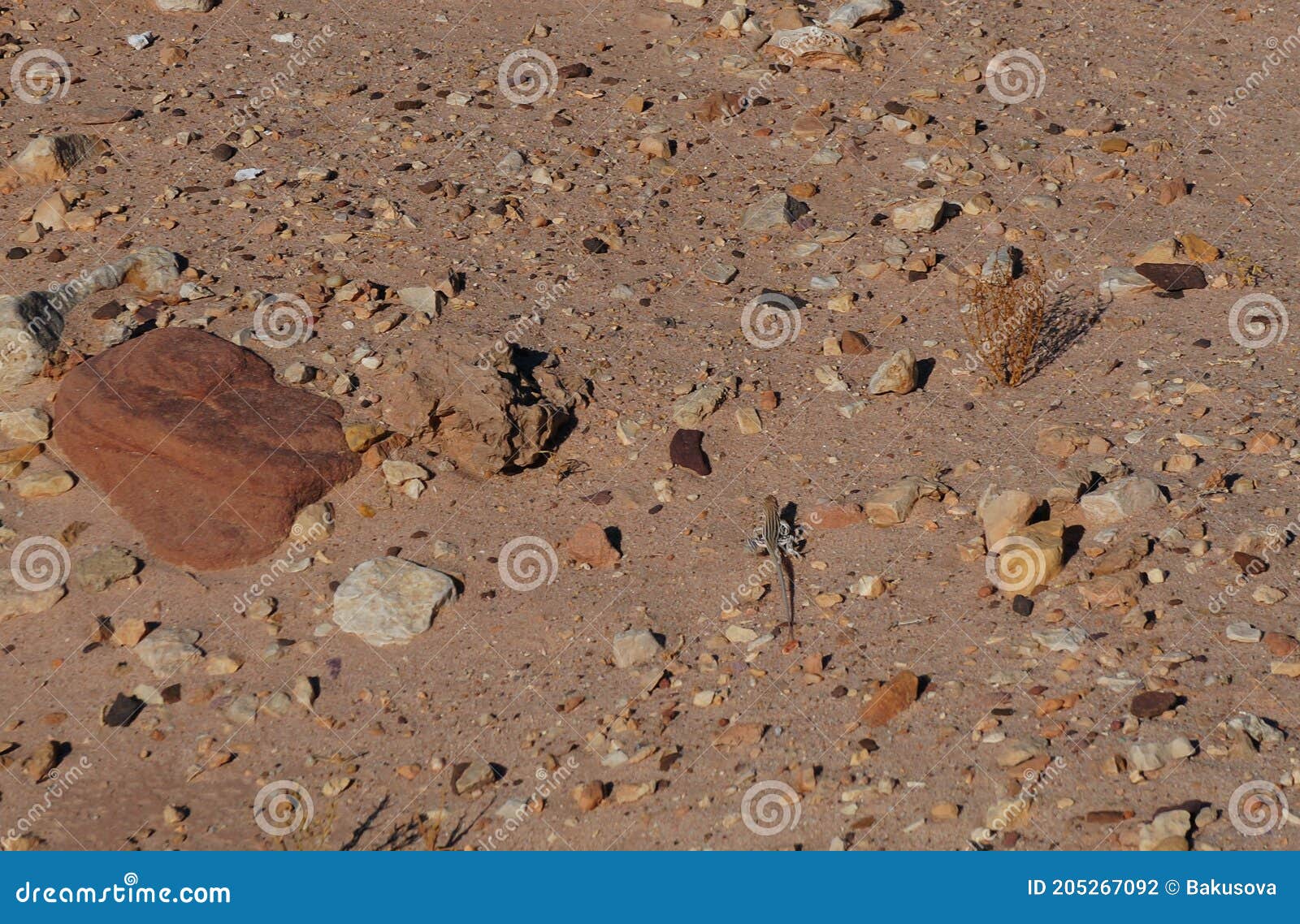 Small Lizard Runs in Desert Stock Photo - Image of arid, brown: 205267092