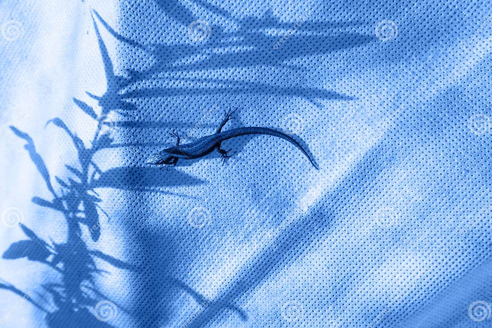 A Small Lizard Sits in the Background with the Shadow of a Plant. Stock ...