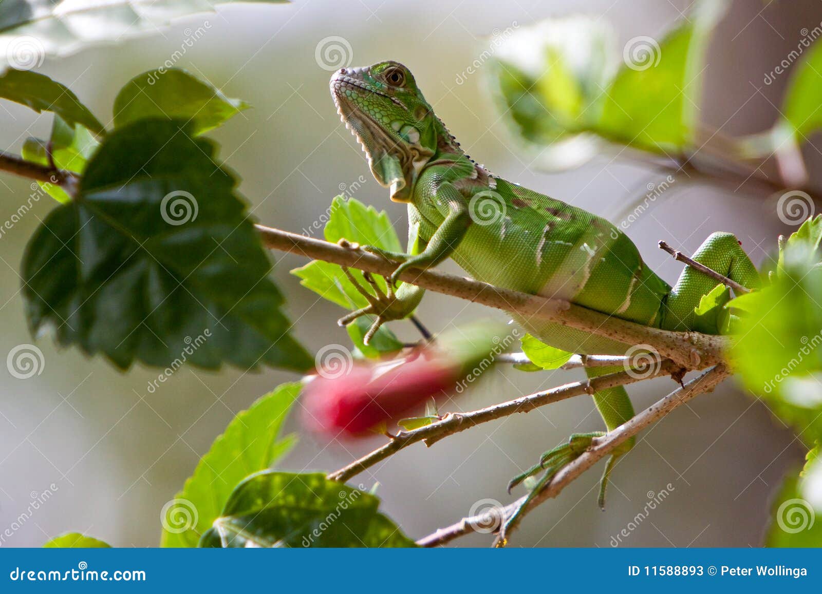 Small Lizard Sitting on a Branch Stock Image - Image of lizard, reptile ...