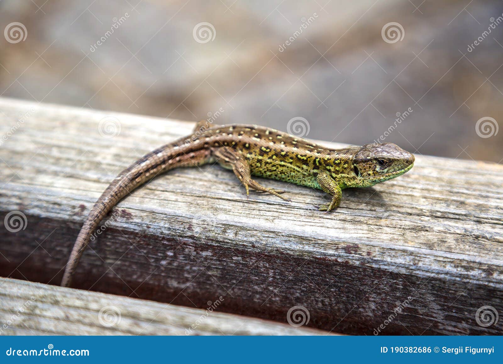 Small lizard stock photo. Image of view, scaly, summer - 190382686