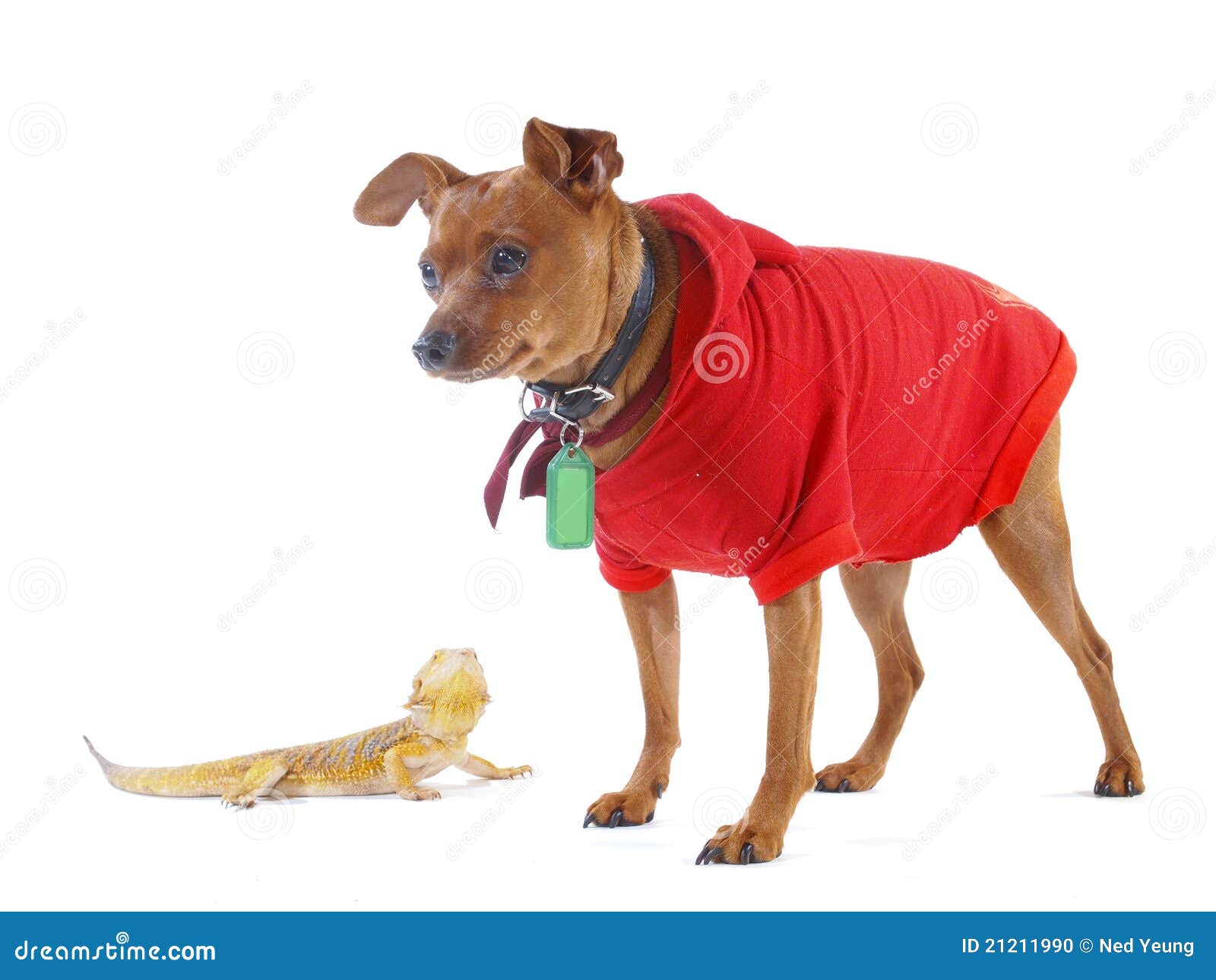 Small Lizard And Smiling Dog Royalty-Free Stock Image | CartoonDealer ...
