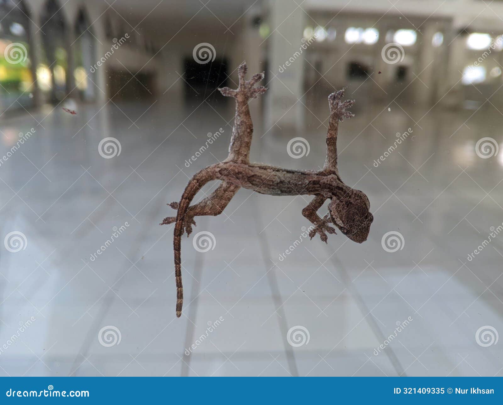 A Small Lizard Sticks To the Glass Wall 1 Stock Image - Image of animal ...