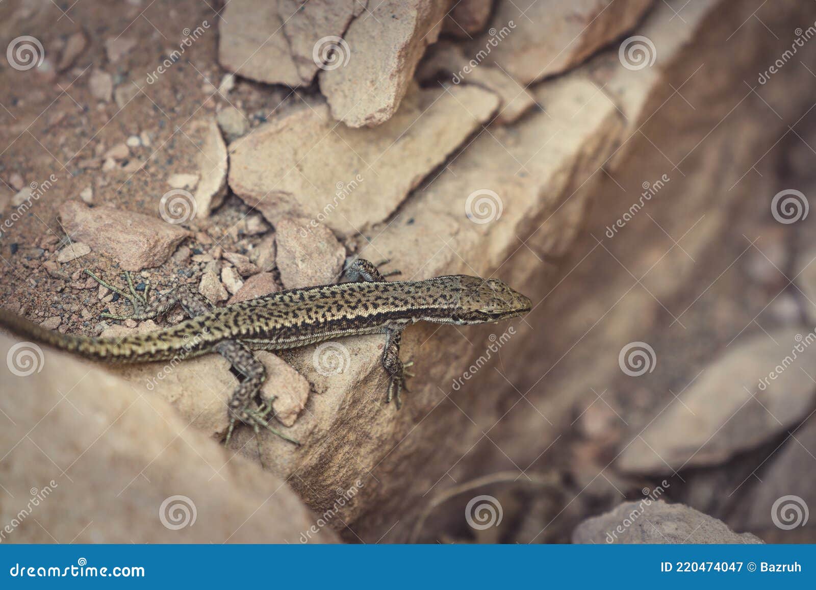Small lizard on a stone stock image. Image of natural - 220474047