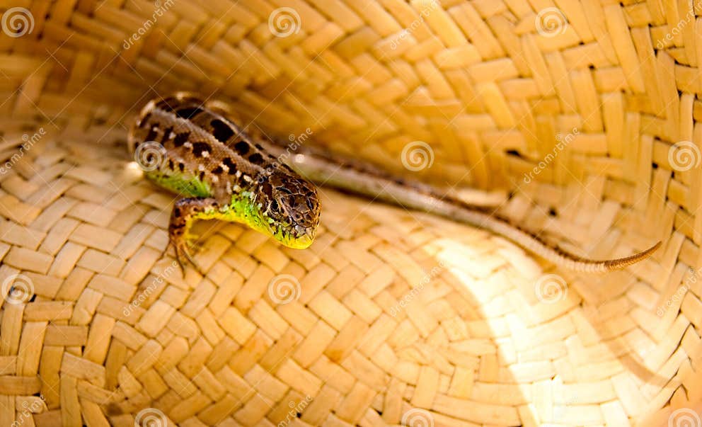Small Lizard in a Straw Hat Stock Photo - Image of pets, multi: 13290022