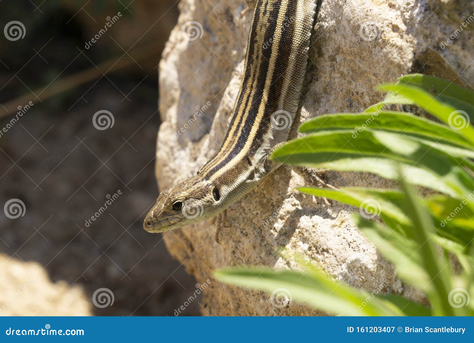 Small Lizard Sunbathing in Morning Sun Stock Image - Image of repitile ...