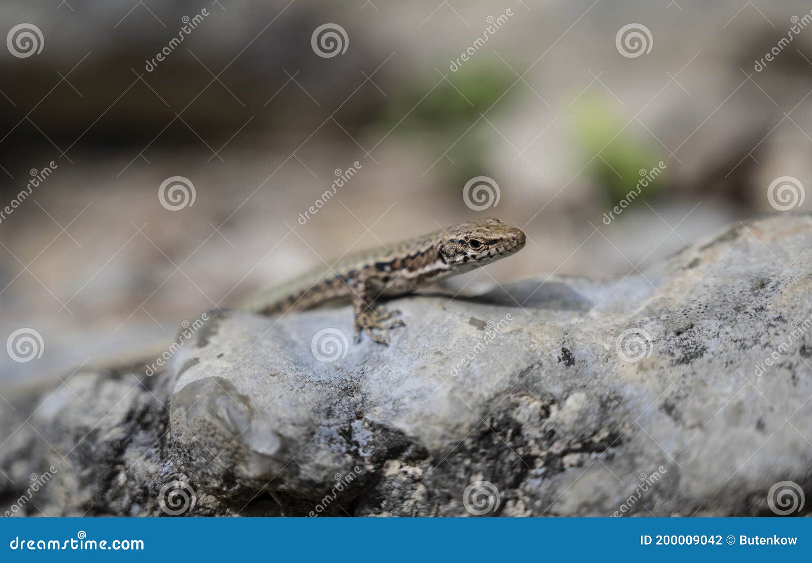 A Small Lizard is Sunbathing on the Rocks in the Sun Stock Photo ...