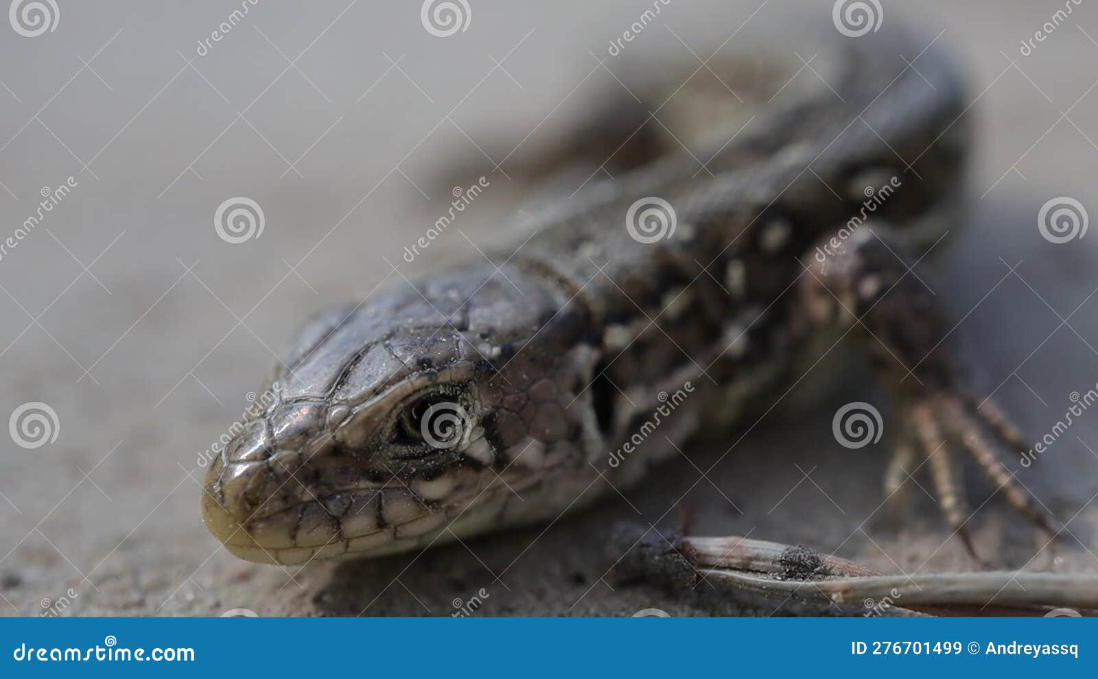 Little lizard in close-up stock video. Video of sand - 276701499