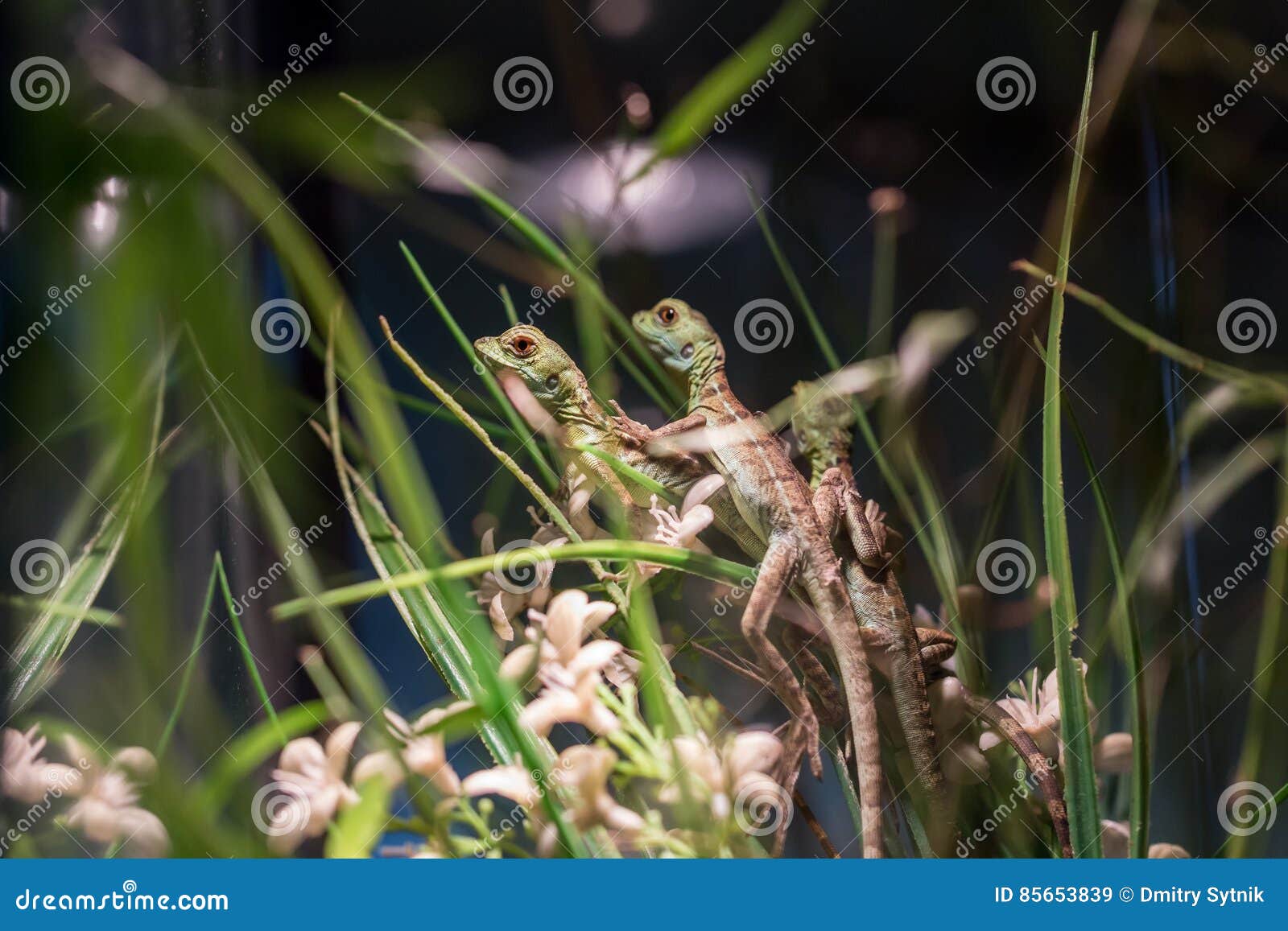Small Lizard in Terrarium for Home Decor Stock Image - Image of nature ...
