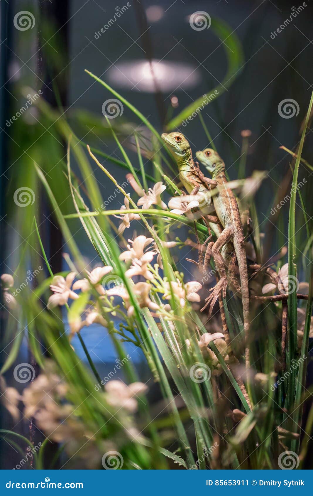 Small Lizard in Terrarium for Home Decor Stock Image - Image of fauna ...