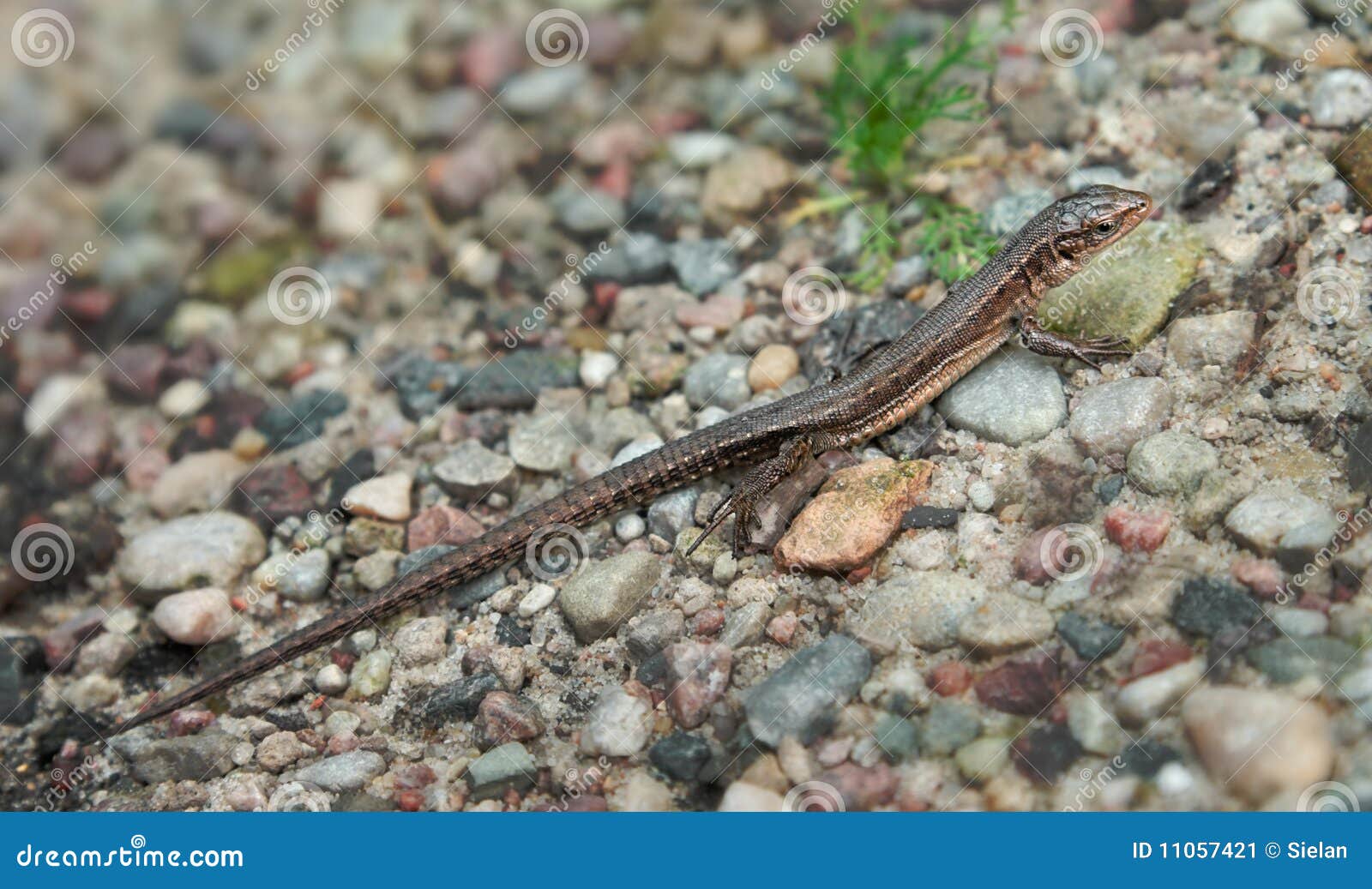 Small Lizard And Smiling Dog Royalty-Free Stock Image | CartoonDealer ...