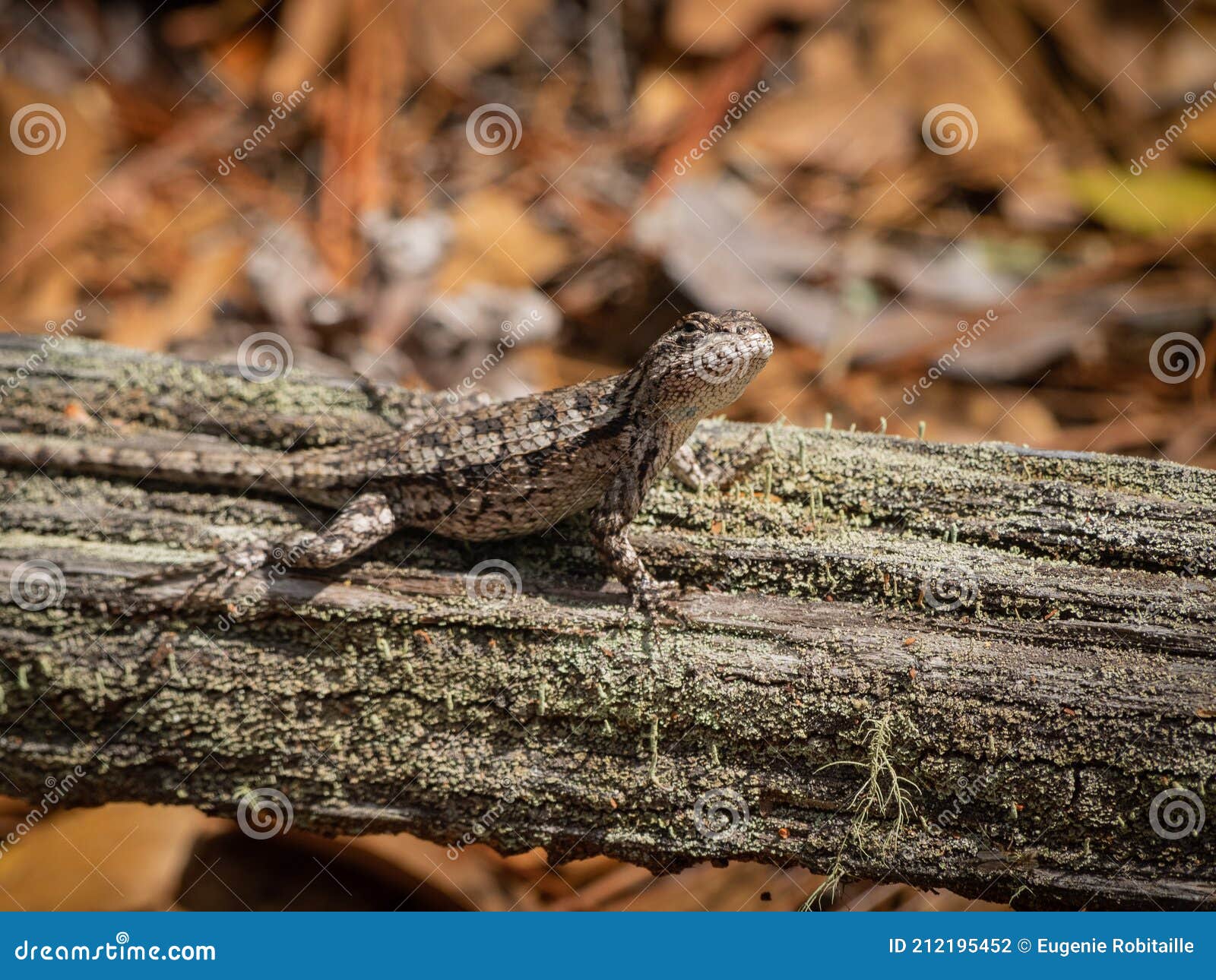 Small lizard on wood stock photo. Image of color, lizard - 212195452