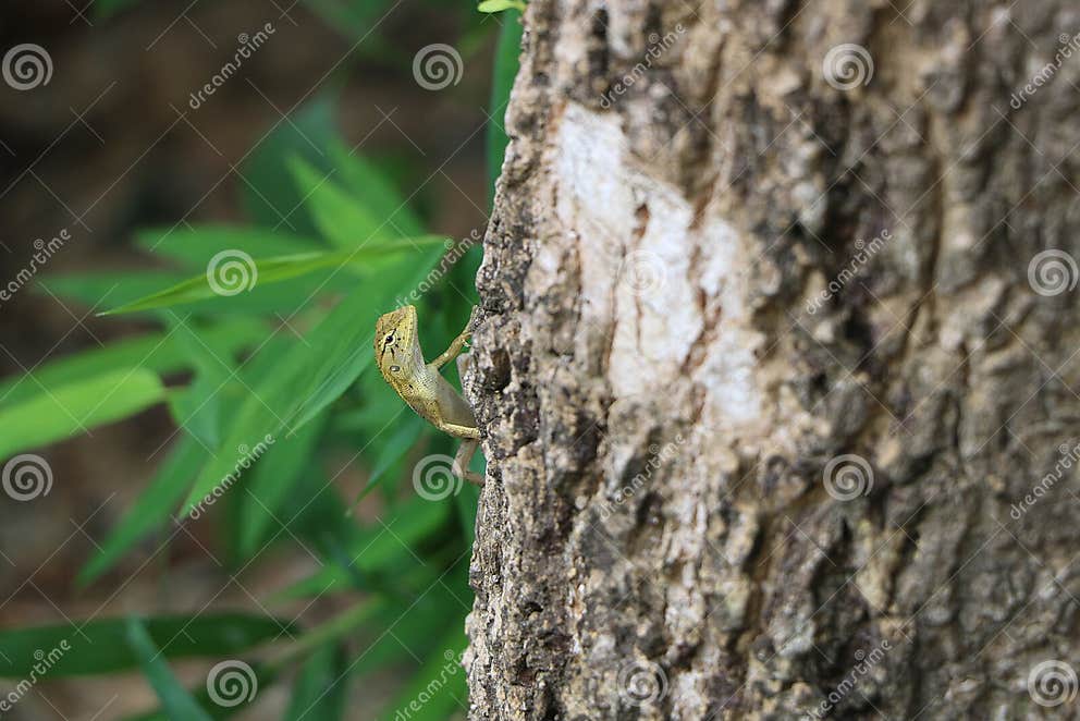 Small Lizards Perched on Trees Stock Image - Image of background ...