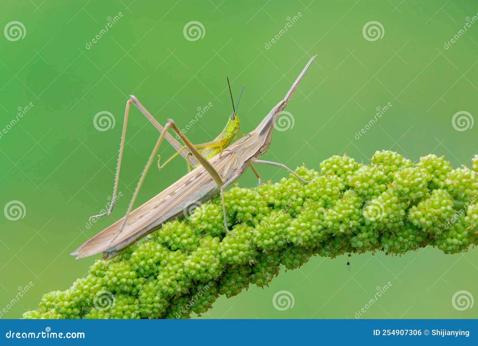 Grasshopper and locust stock photo. Image of animal - 254907306