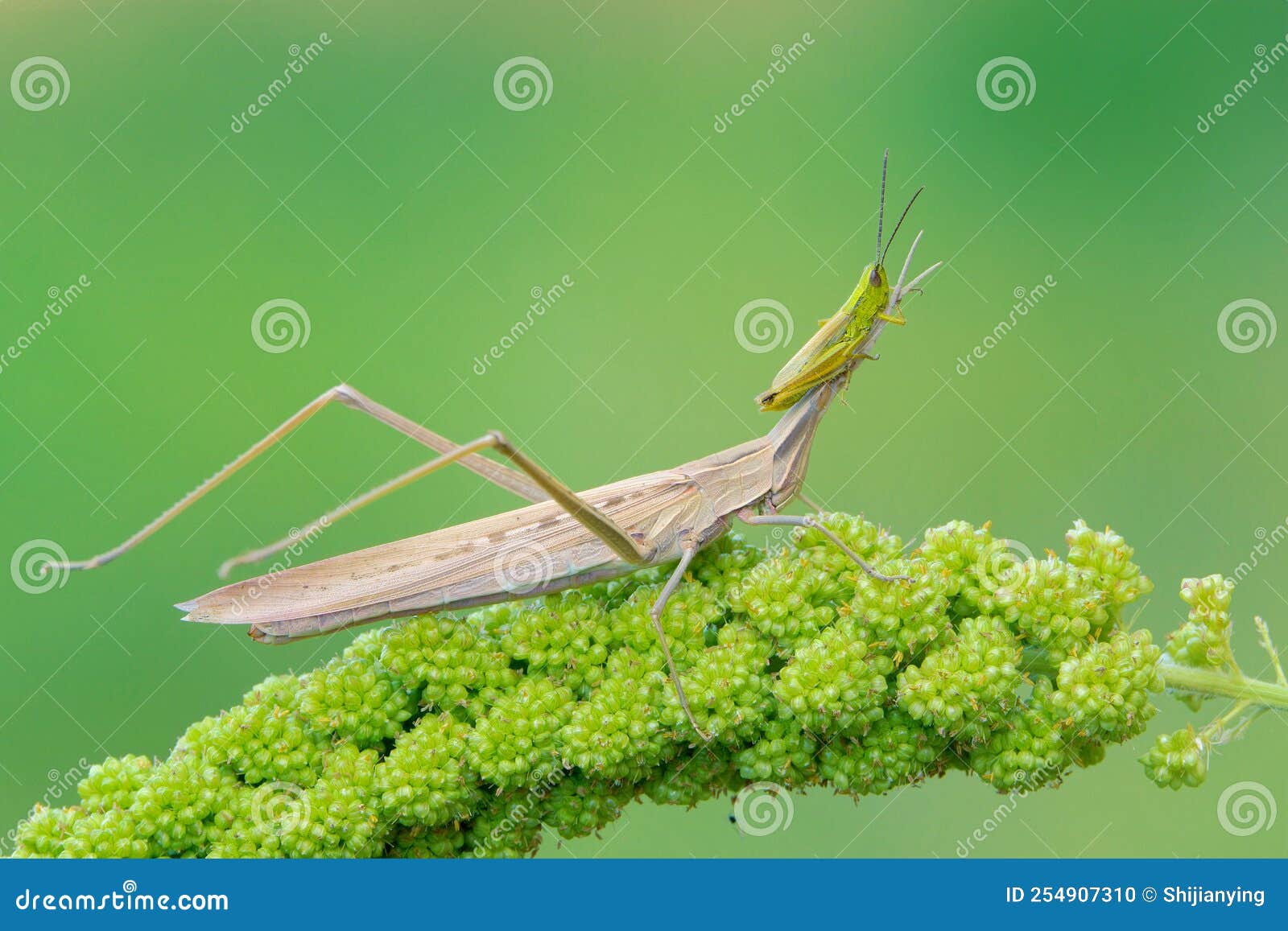 Grasshopper and locust stock photo. Image of grasshopper - 254907310