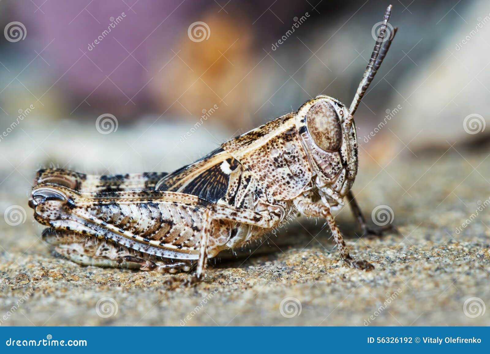 Small Locust Upon Red Flower Royalty-Free Stock Photography ...