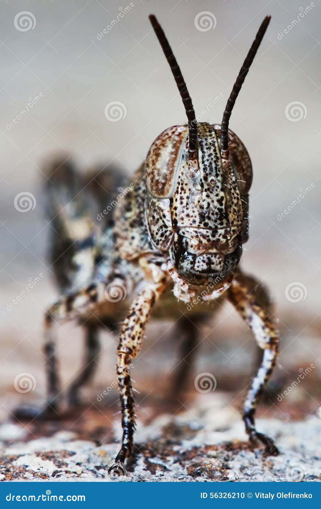 Small Locust Upon Red Flower Royalty-Free Stock Photography ...