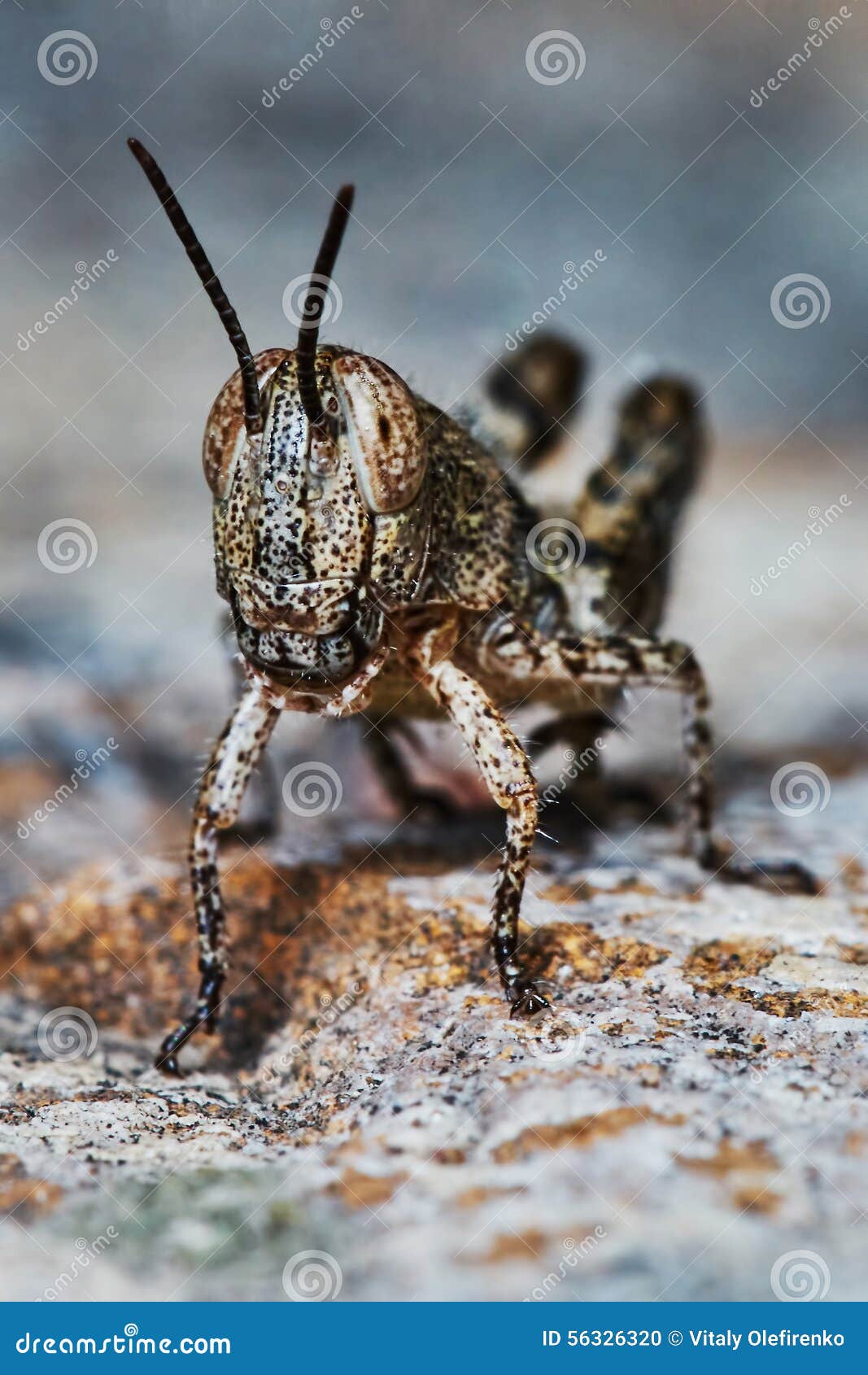 Small Locust Upon Red Flower Royalty-Free Stock Photography ...