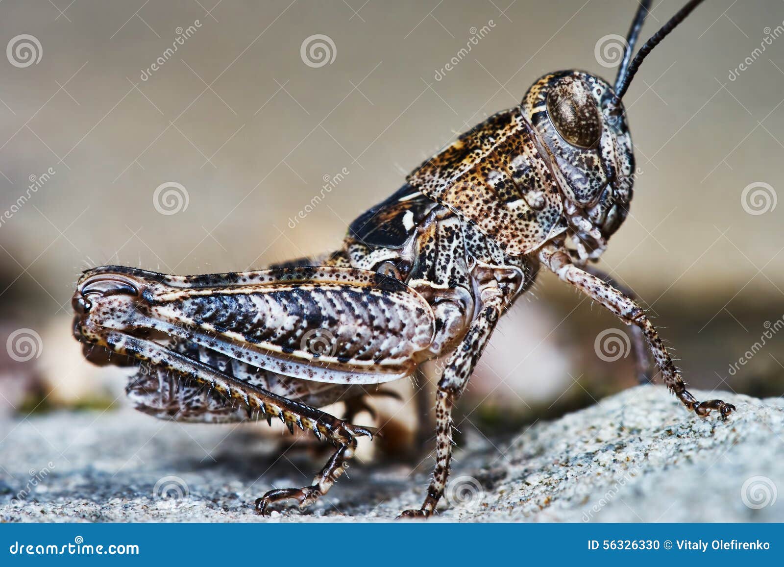 Small locust larvae stock photo. Image of predator, insect - 56326330