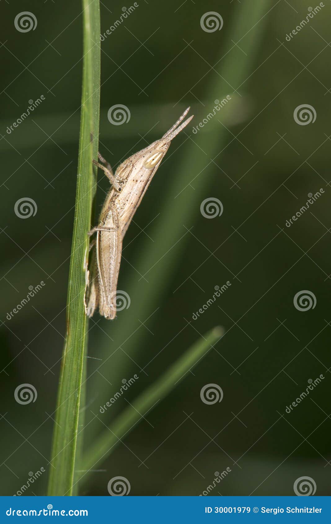 Small Locust Upon Red Flower Royalty-Free Stock Photography ...
