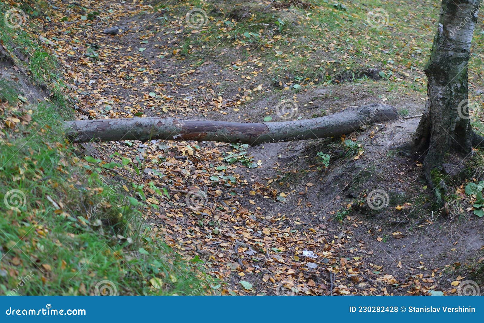 Small Log Thrown Over a Narrow Ditch Stock Photo - Image of brown ...